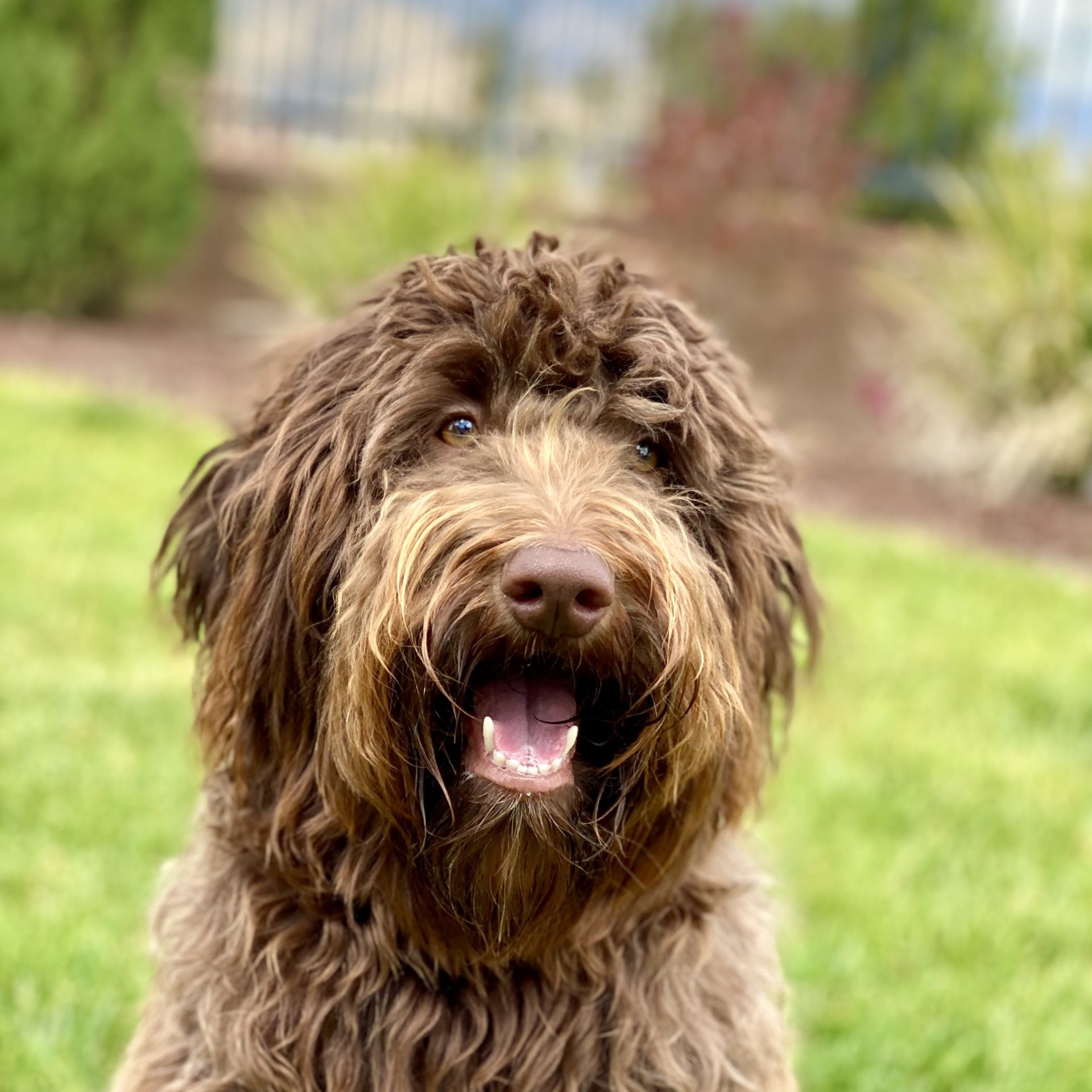 Graduate Gallery – Wise Dog Training