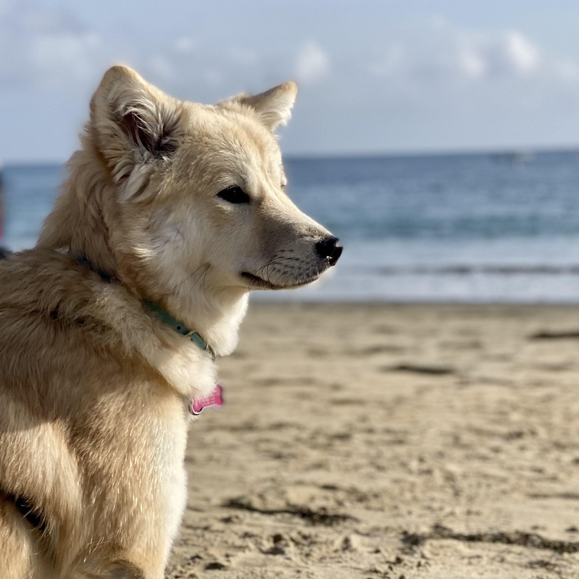 Wise Dog Training – Wise Training for Wonderful Dogs